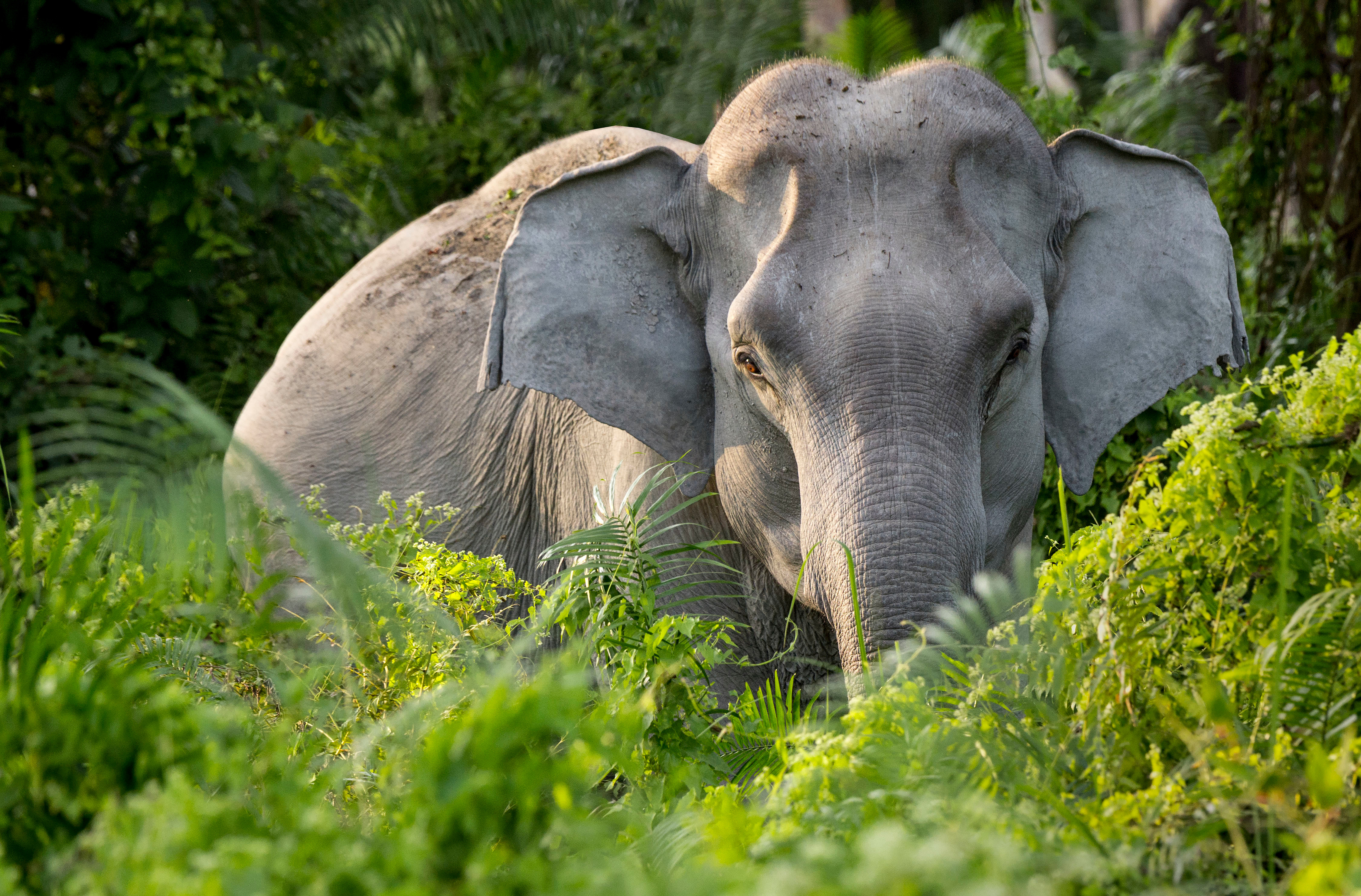 Protéger l’éléphant