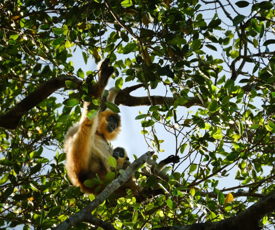 Laissez-vous guider par les cris de gibbons | WWF Belgique