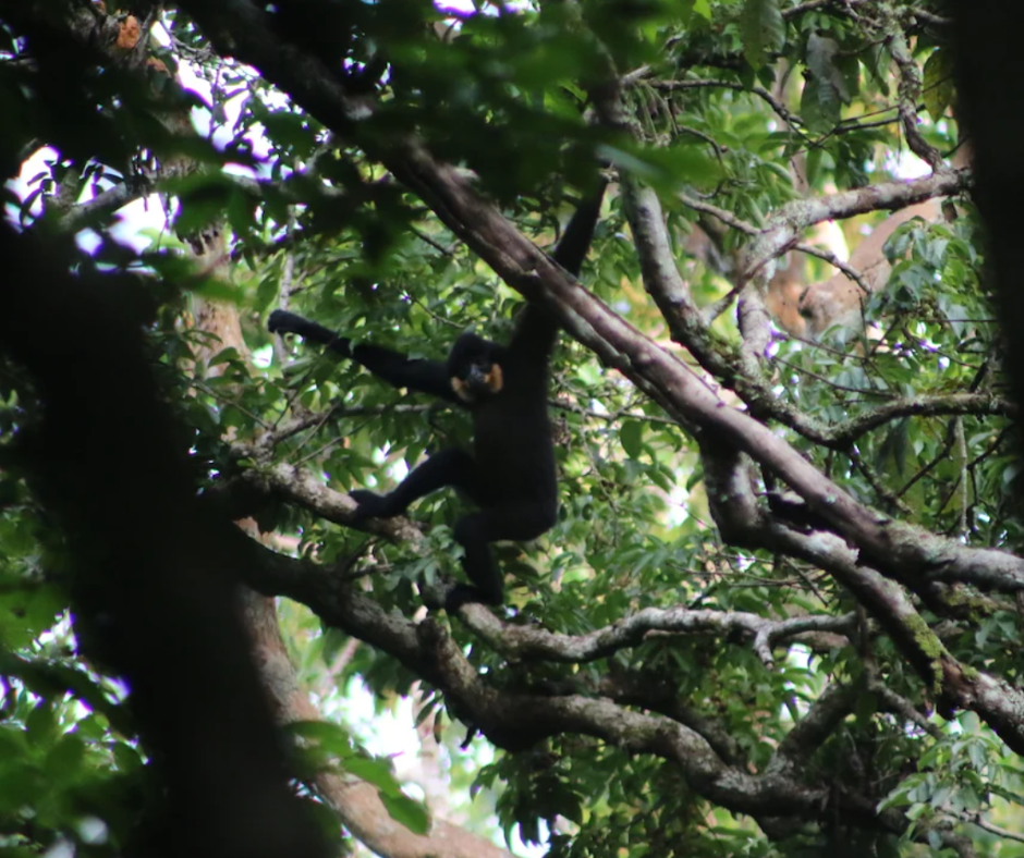 Laissez-vous guider par les cris de gibbons | WWF Belgique