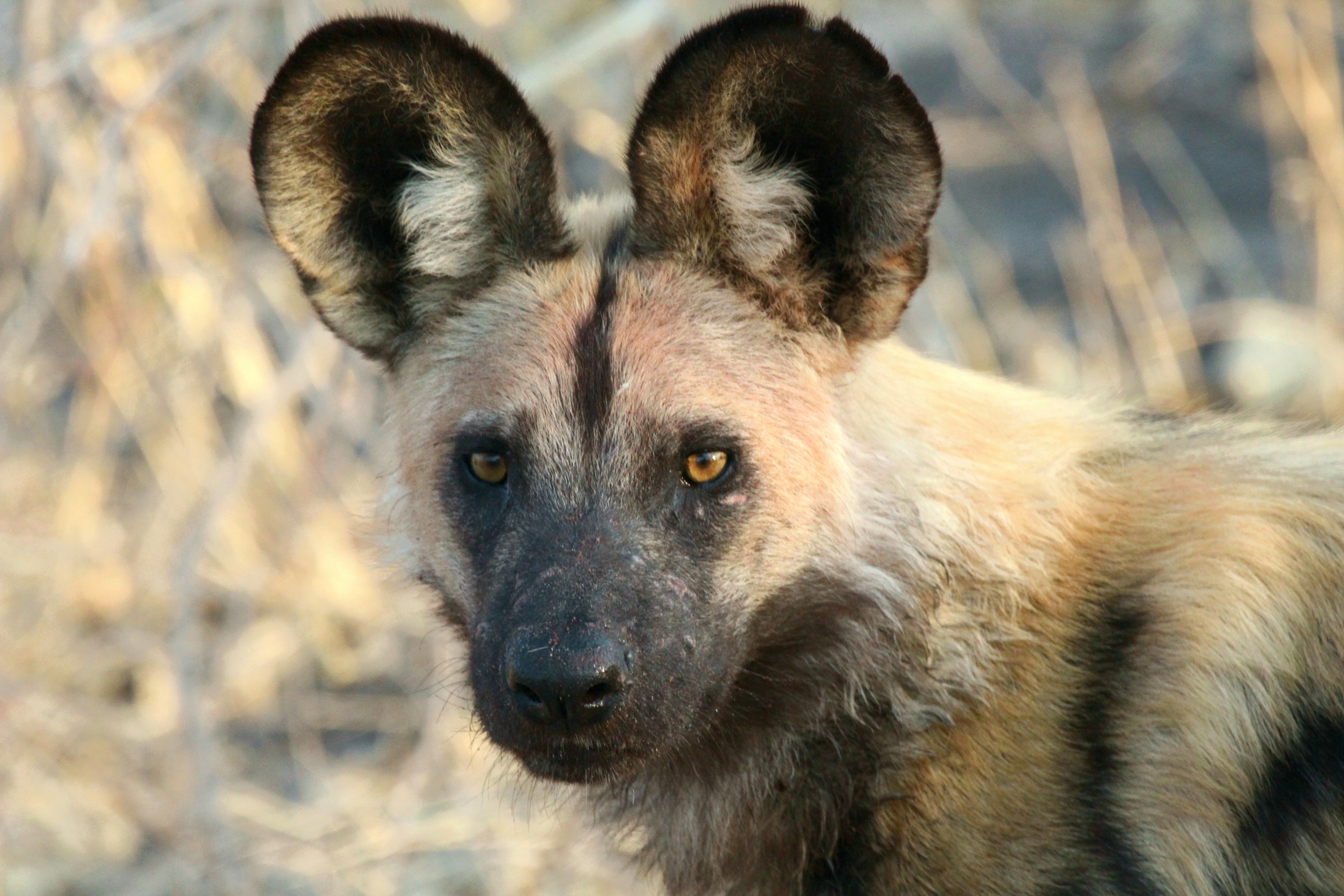 De wilde hond, de bedreigde viervoeter van Afrika | WWF België