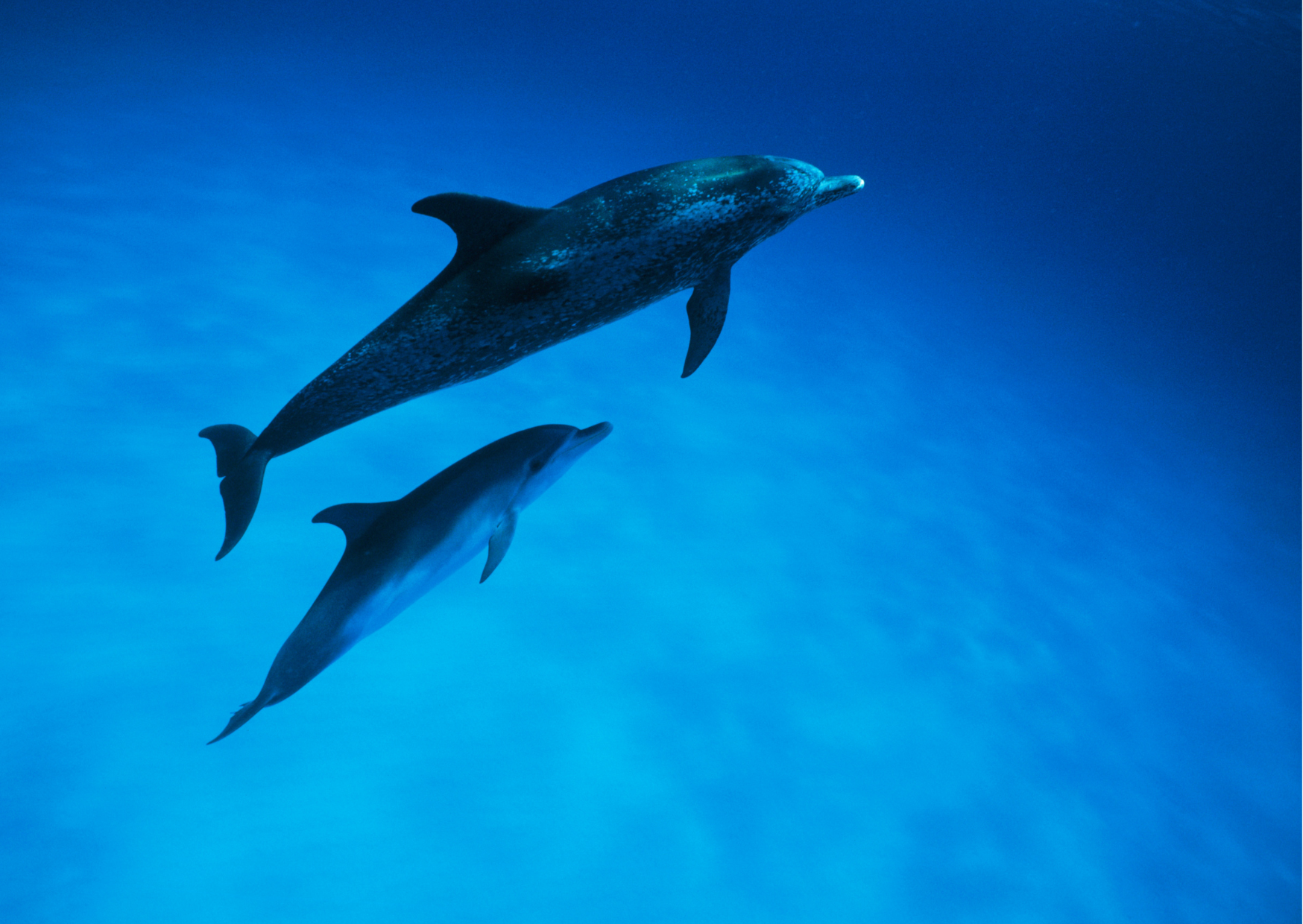 Rencontrez les animaux les plus "intelligents" du règne animal | WWF ...