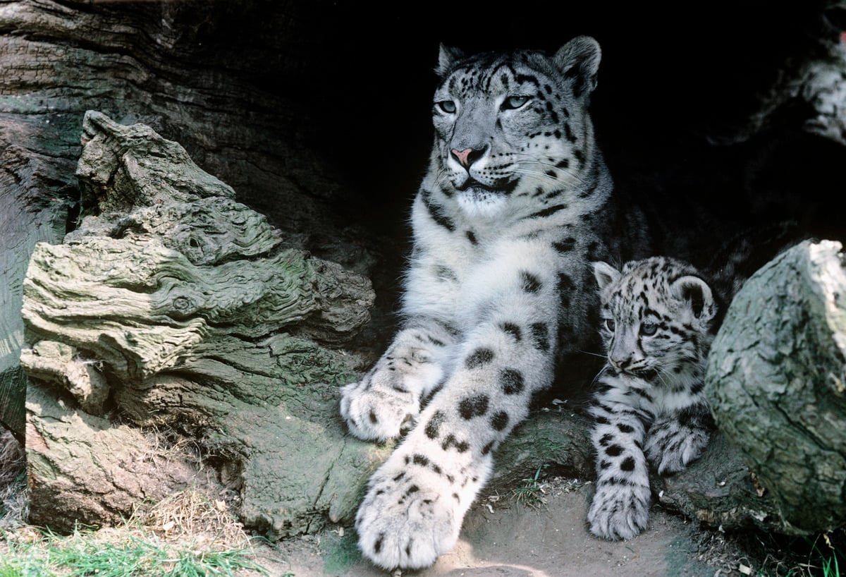 La panthère des neiges , l’insaisissable félin des montagnes | WWF Belgique