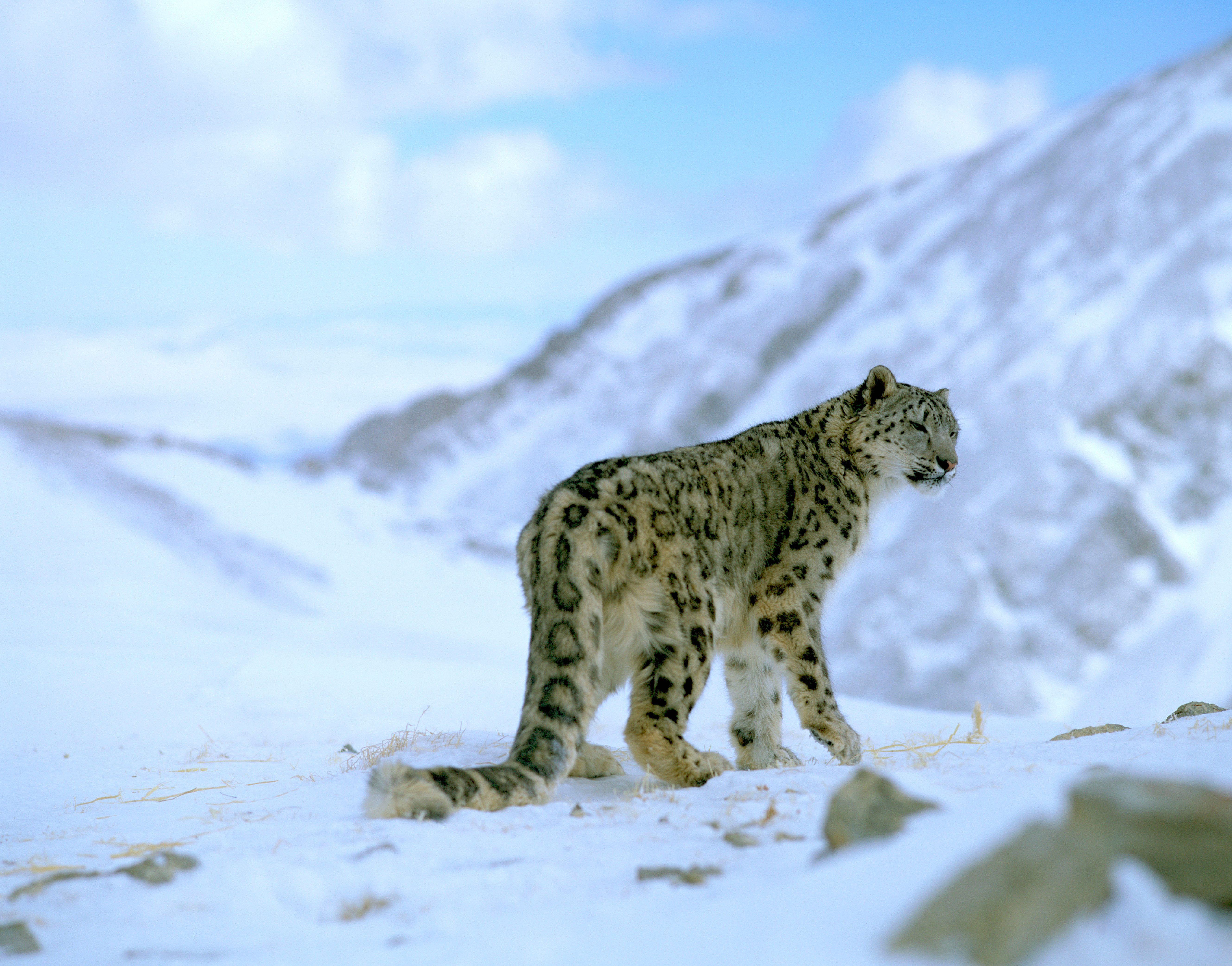 La panthère des neiges , l’insaisissable félin des montagnes | WWF Belgique
