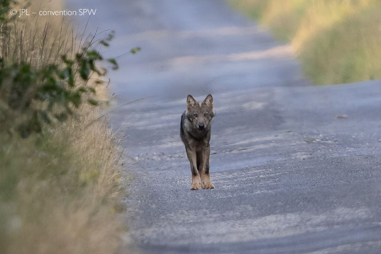 Nieuws over de wolf in ons land | WWF België