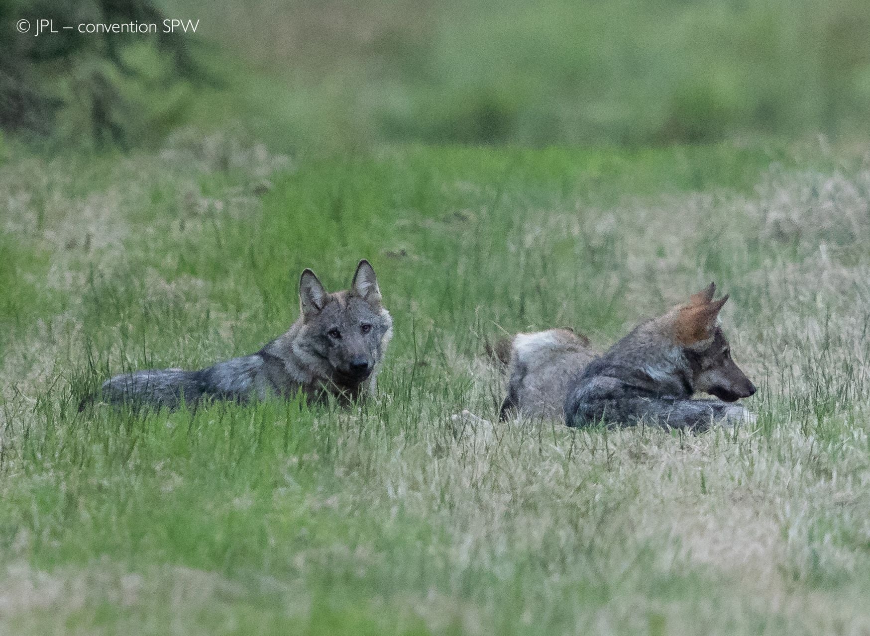 Nieuws over de wolf in ons land | WWF België