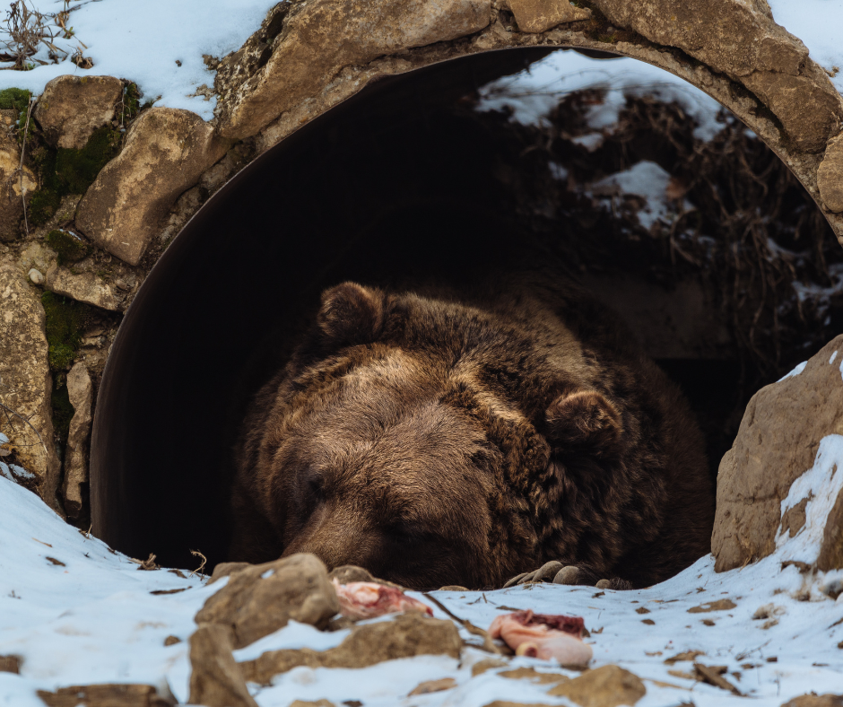 Six stratégies animales pour s’adapter à l’hiver | WWF Belgique