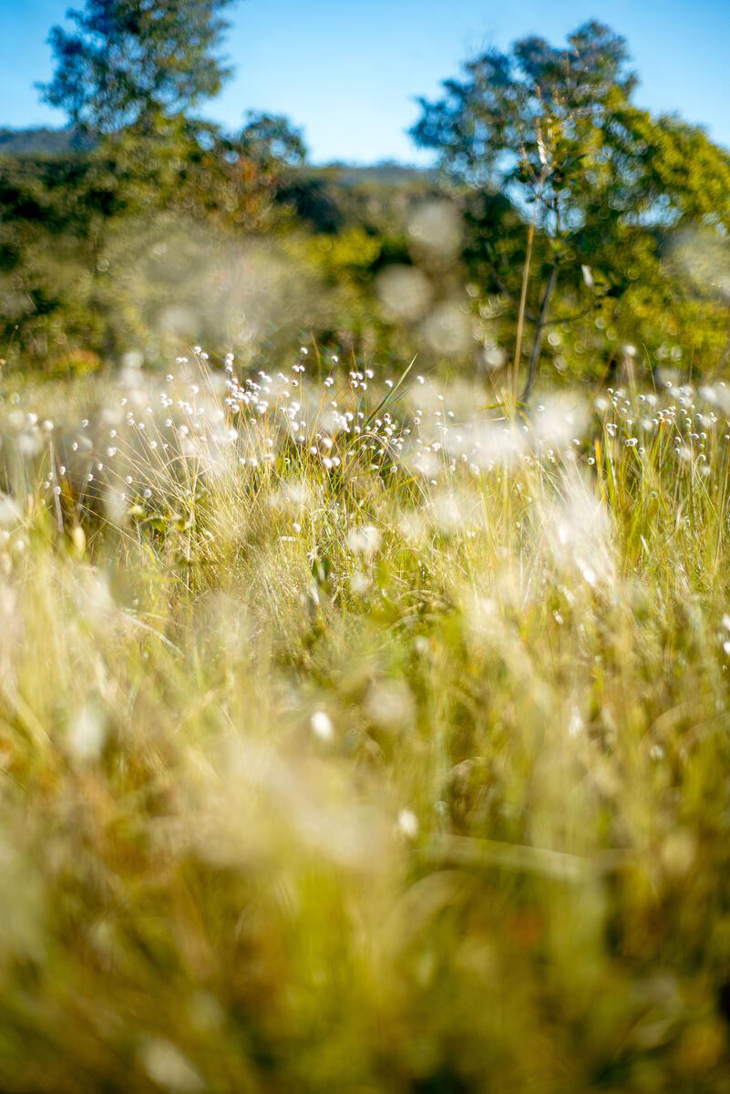 Cerrado - buitengewoon en bedreigd | WWF België