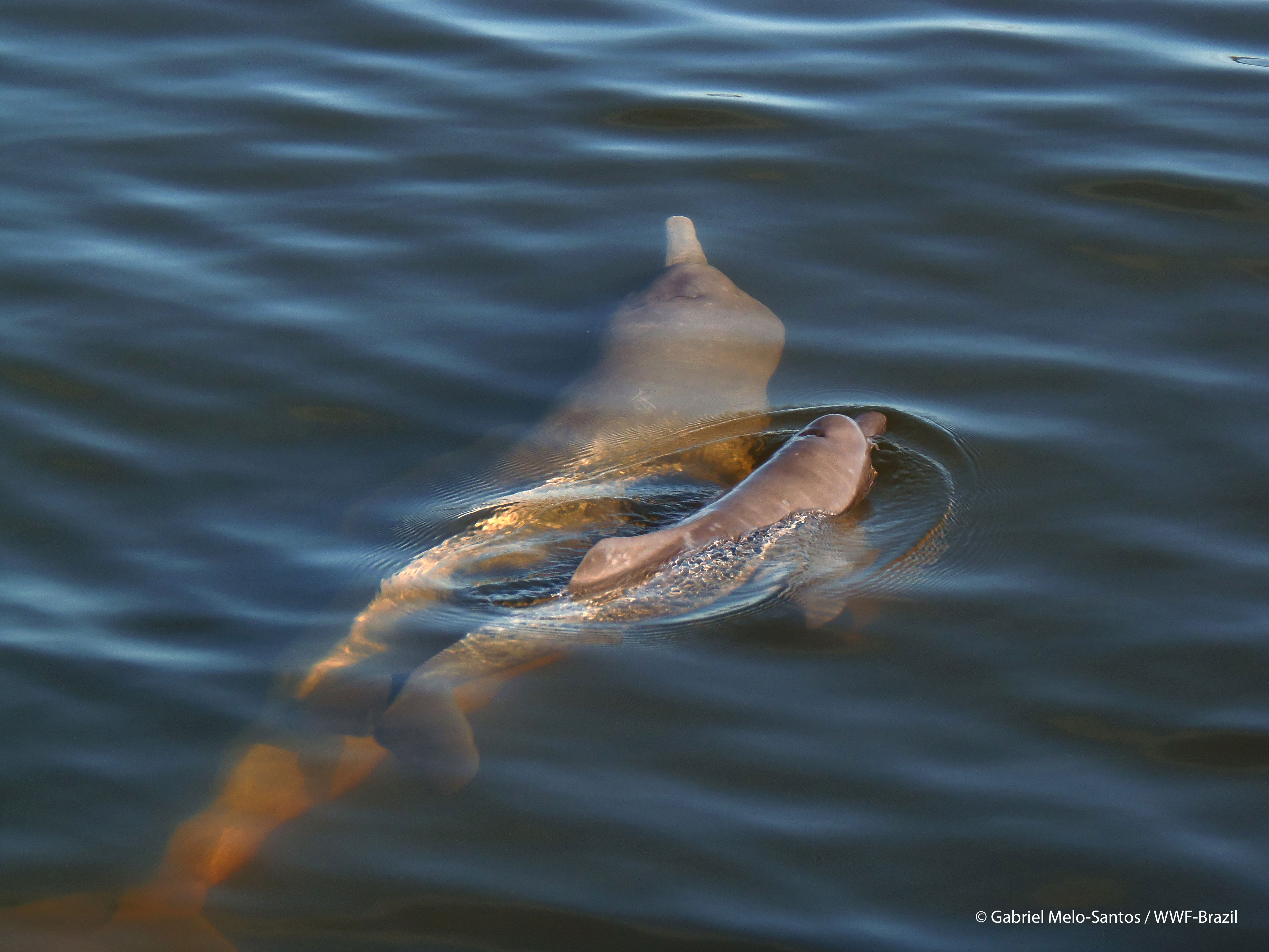 Communiqué de presse: 381 nouvelles espèces découvertes en Amazonie ...