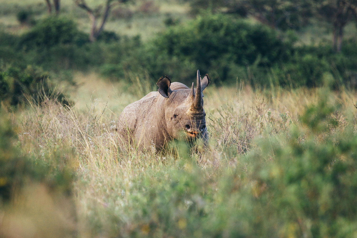 Bescherm de neushoorn
