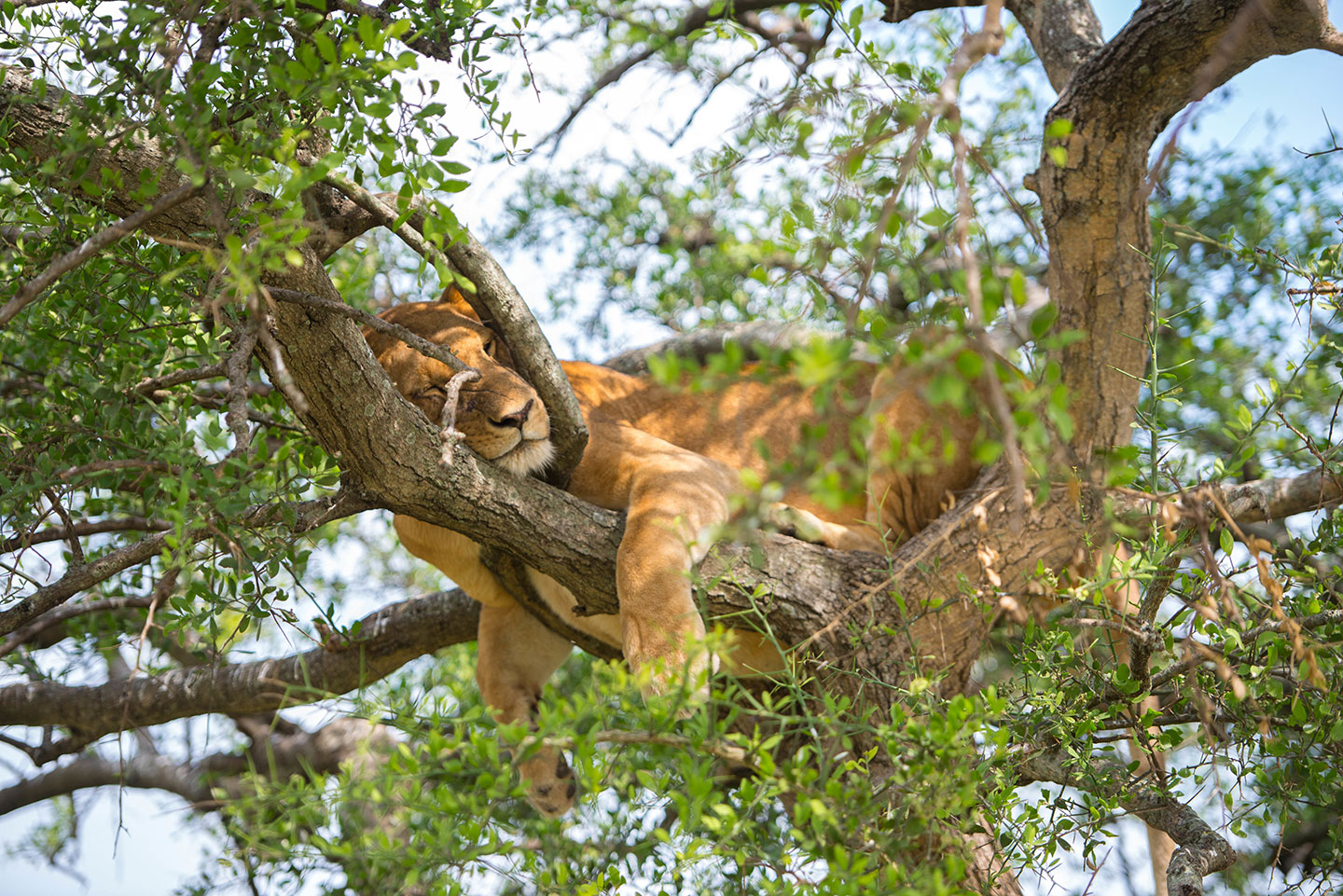 Lion, protection espèce prioritaire| WWF Belgique