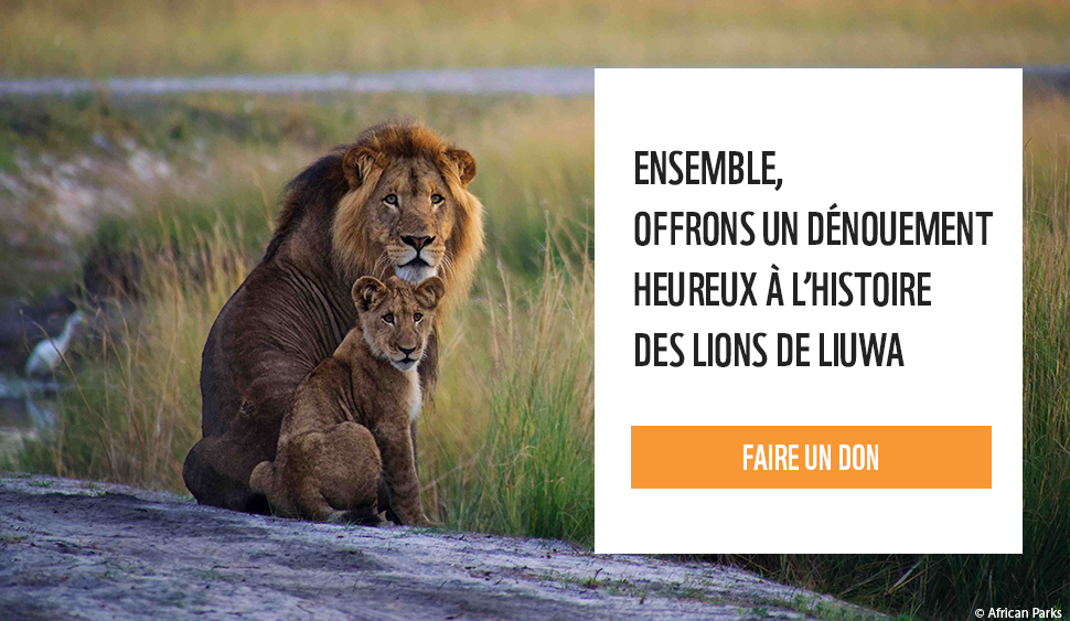 Le conte de Lady Liuwa, une histoire de lions et de résilience | WWF ...