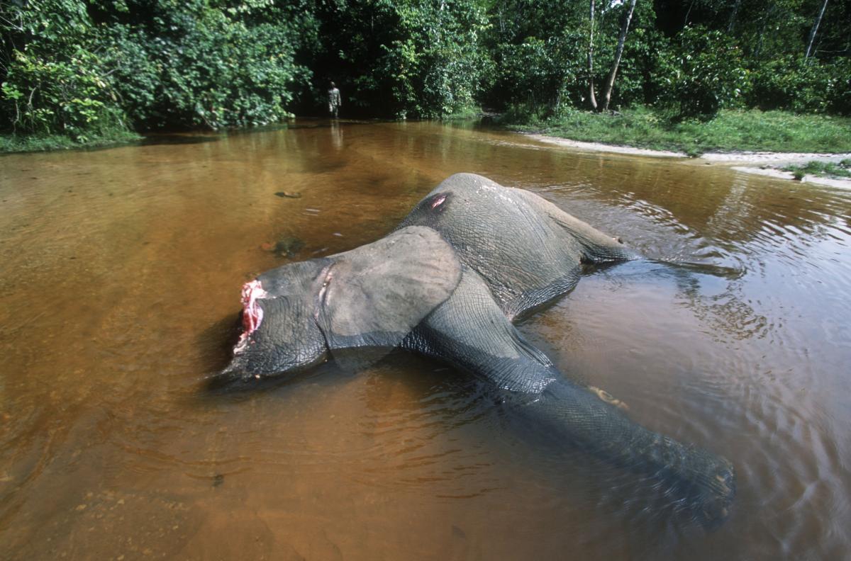 Les éléphants De Forêt Dafrique Ne Sont Plus En Sécurité Nulle Part Wwf Belgique