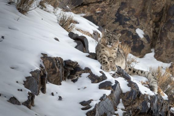 Voor de bescherming van bedreigde diersoorten