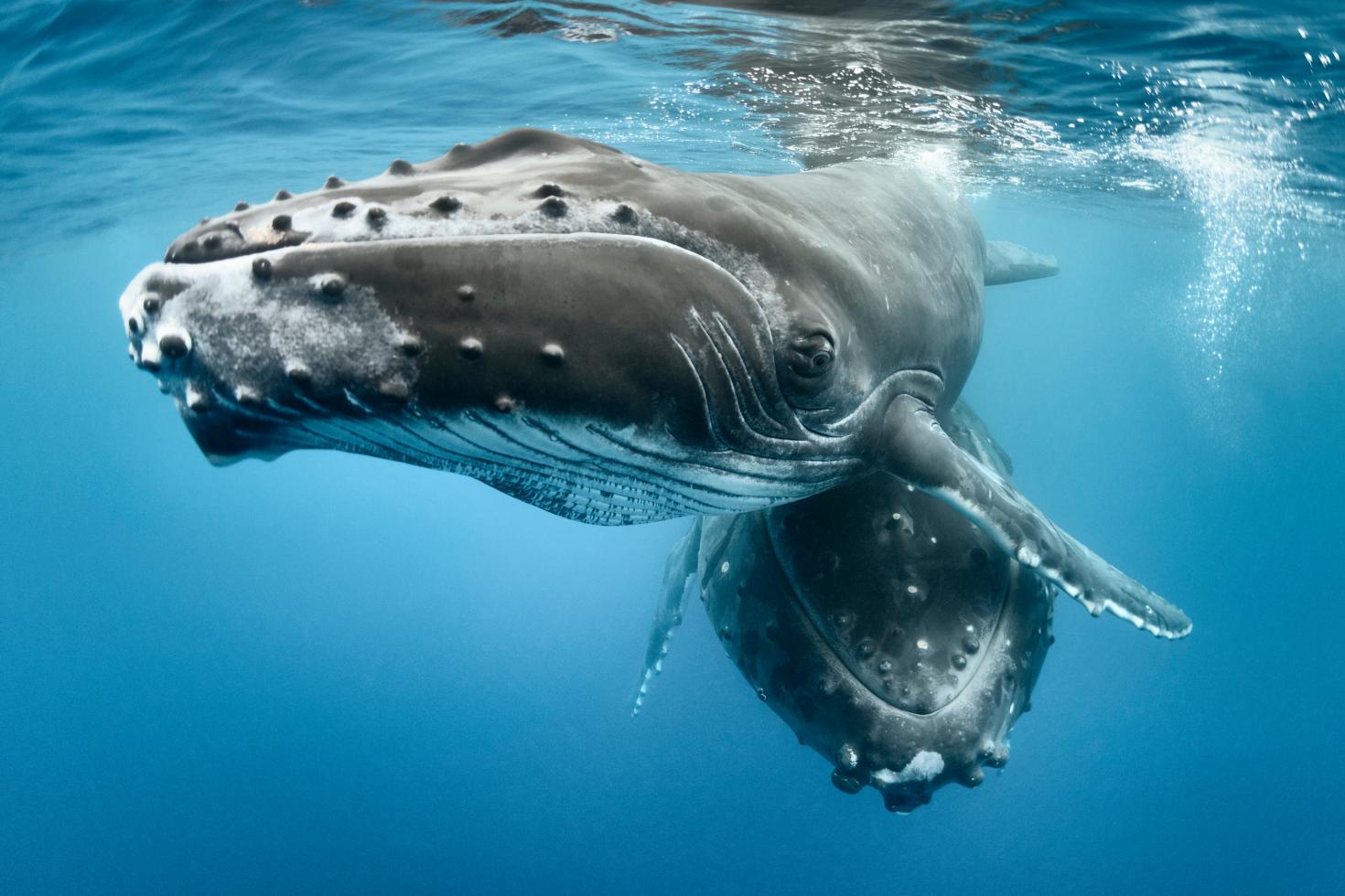 Oceaan | WWF België Oceaan | WWF België