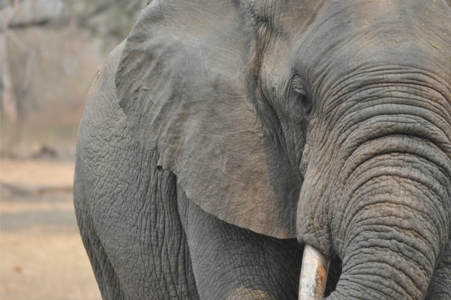 De wilde dieren en landschappen van Malawi herstellen en beschermen ...