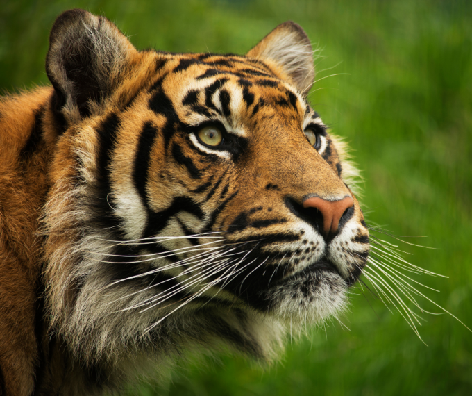 Zeven diersoorten die een comeback maken | WWF België