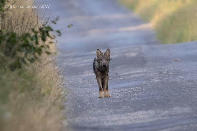Nieuws over de wolf in ons land | WWF België