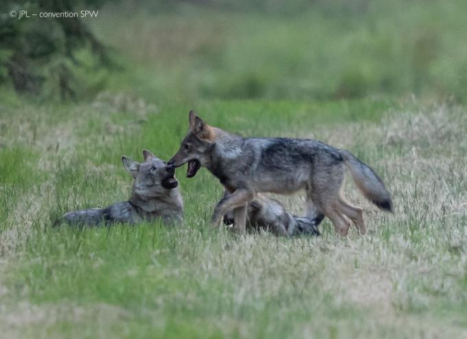 Nieuws over de wolf in ons land | WWF België