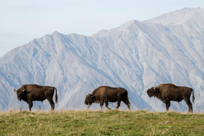 De terugkeer van de Europese bizon in Azerbeidzjan | WWF België