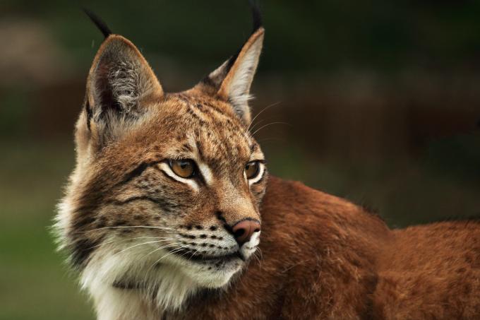 Binnenkort 75 lynxen in en rond ons land? | WWF België