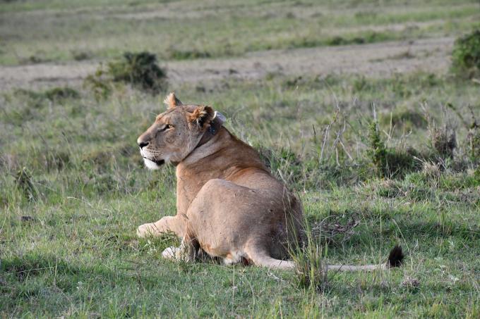 Vivre avec les lions au Kenya : un défi relevé avec les communautés ...