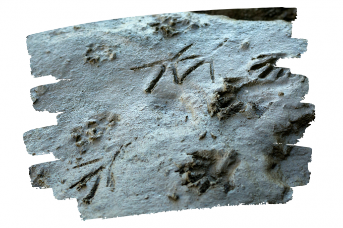 Detectives in het bos: op zoek naar sporen (natuuractiviteit) | WWF België