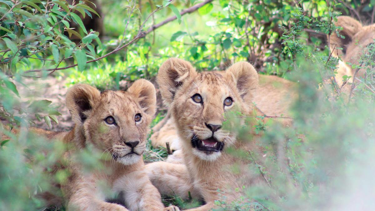 Tien verbazingwekkende feiten over de leeuw | WWF België Tien verbazingwekkende feiten over de leeuw | WWF België