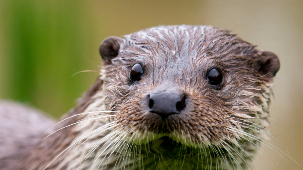 La loutre est bien présente dans la Semois | WWF Belgique