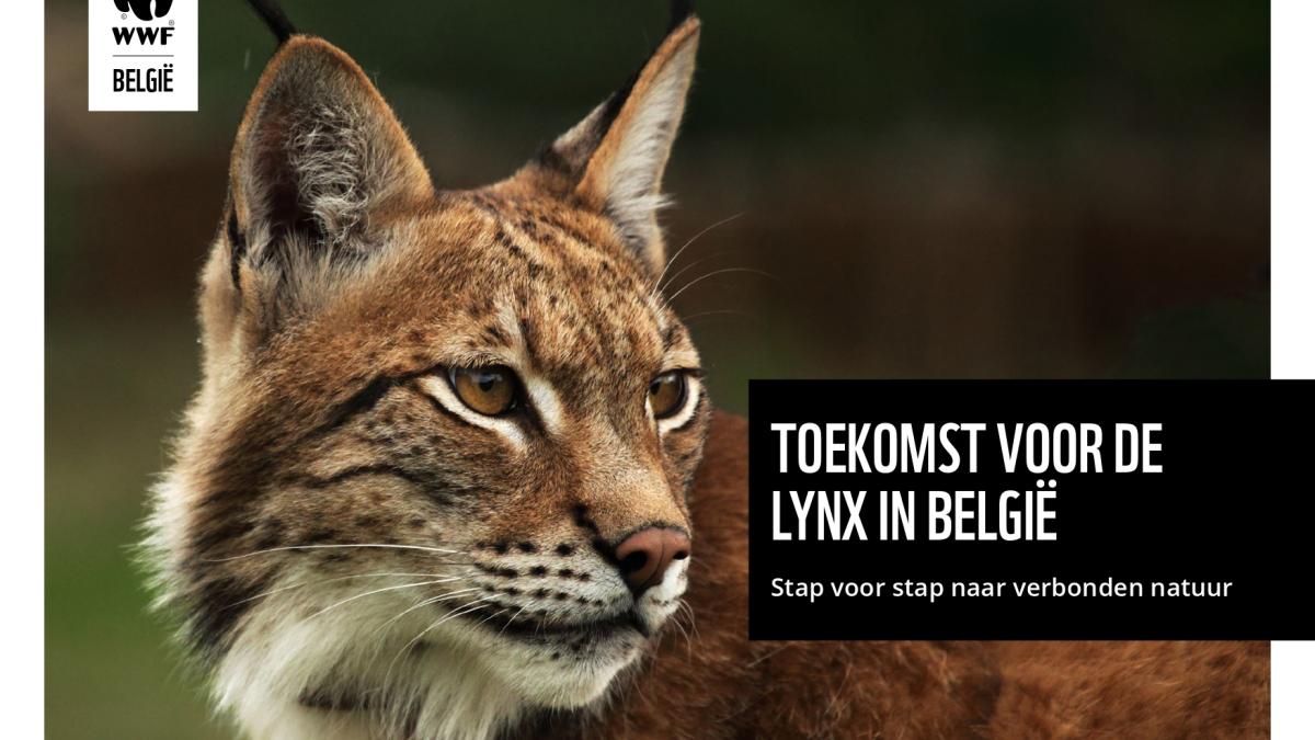 Toekomst voor de lynx in België | WWF België