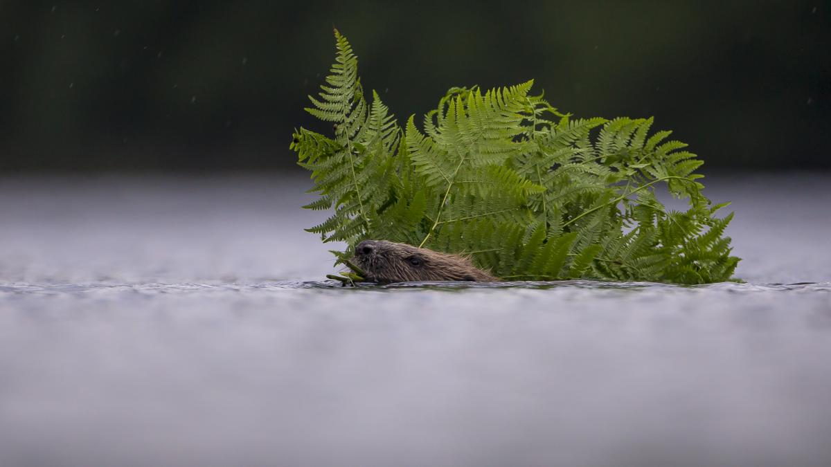 BeWild Prize | WWF België